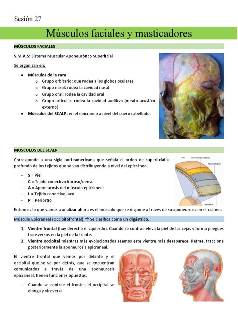 Músculos Faciales y Masticadores | PDF | Anatomía | Anatomía humana