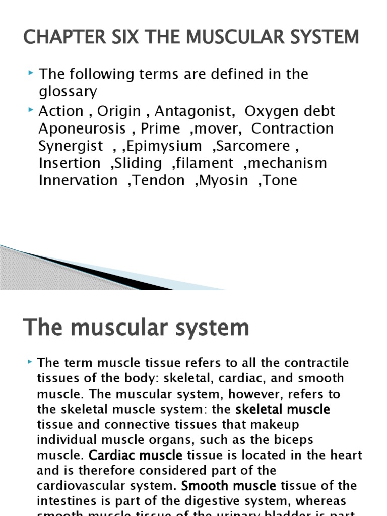 Chapter Six The Muscular System | PDF | Cellular Respiration | Muscle ...