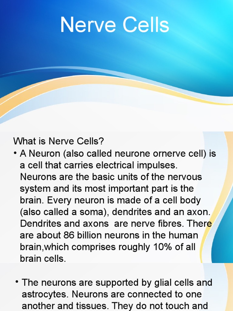 Nerve Cells | PDF