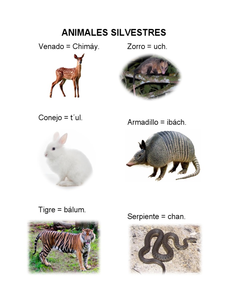 Nombres de Animales Silvestres en Yokot'an | PDF