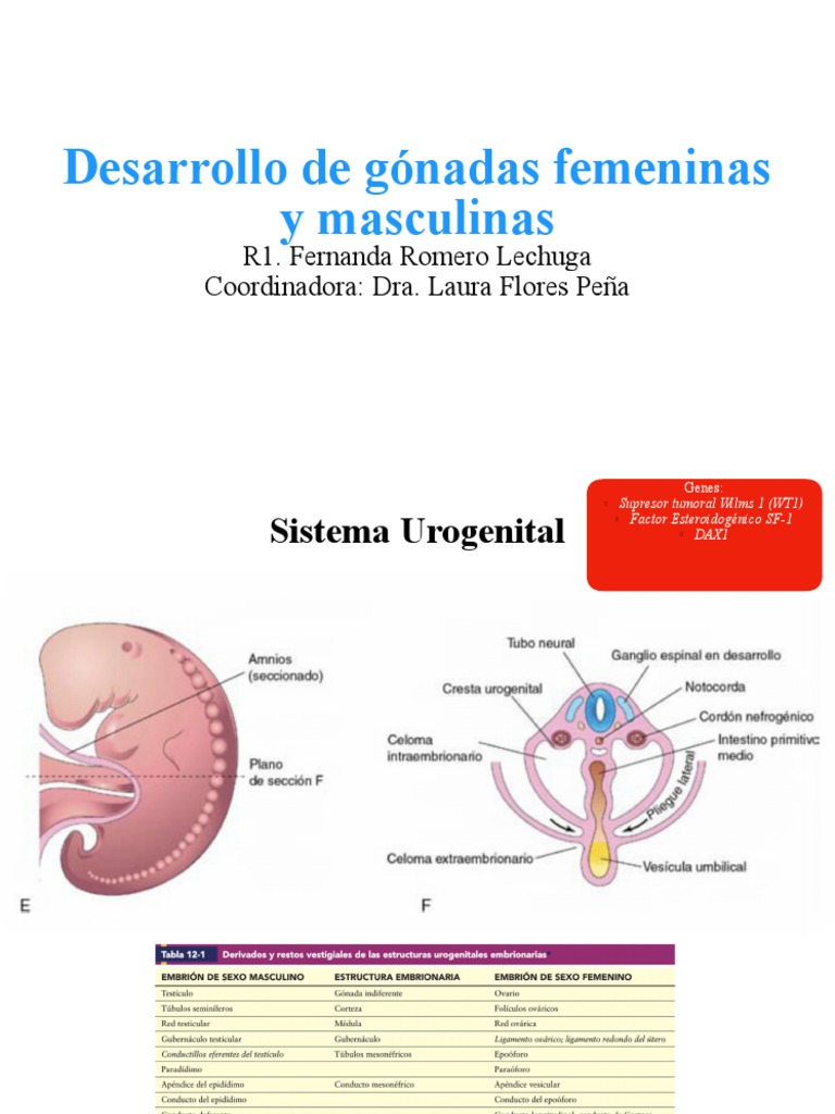 Desarrollo de Las Gónadas | PDF