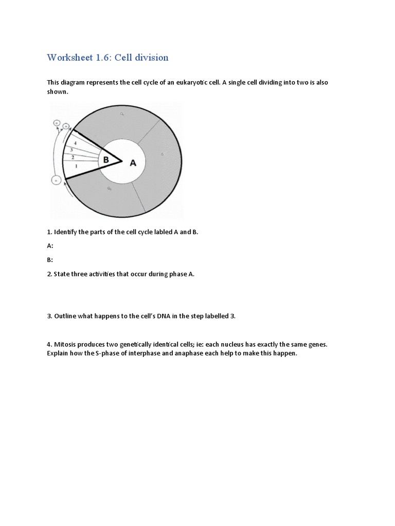 Worksheet 1.6 - Cell Division | PDF