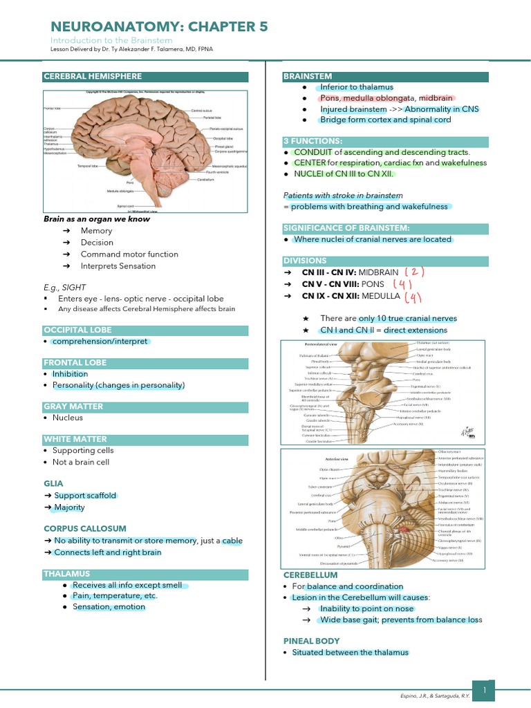 Neuroanatomy: Chapter 5: Introduction To The Brainstem | PDF | Brainstem | Neuroscience