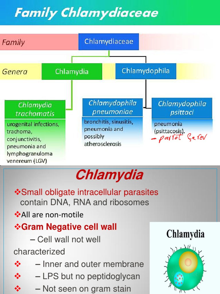 Chlamydia&Rickettsia 2023 | PDF | Microscopy | Diseases And Disorders