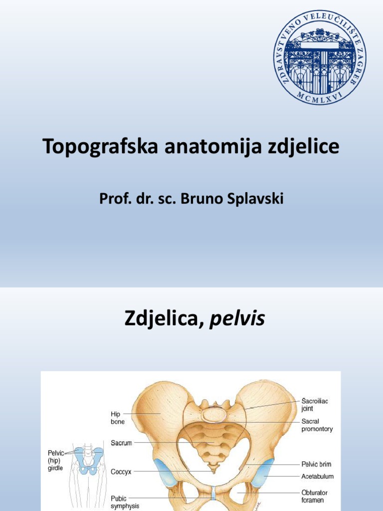 Topografska Anatomija Zdjelice: Prof. Dr. Sc. Bruno Splavski | PDF