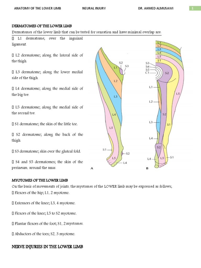 Nerve Injury - Lower Limb | PDF | Human Leg | Knee
