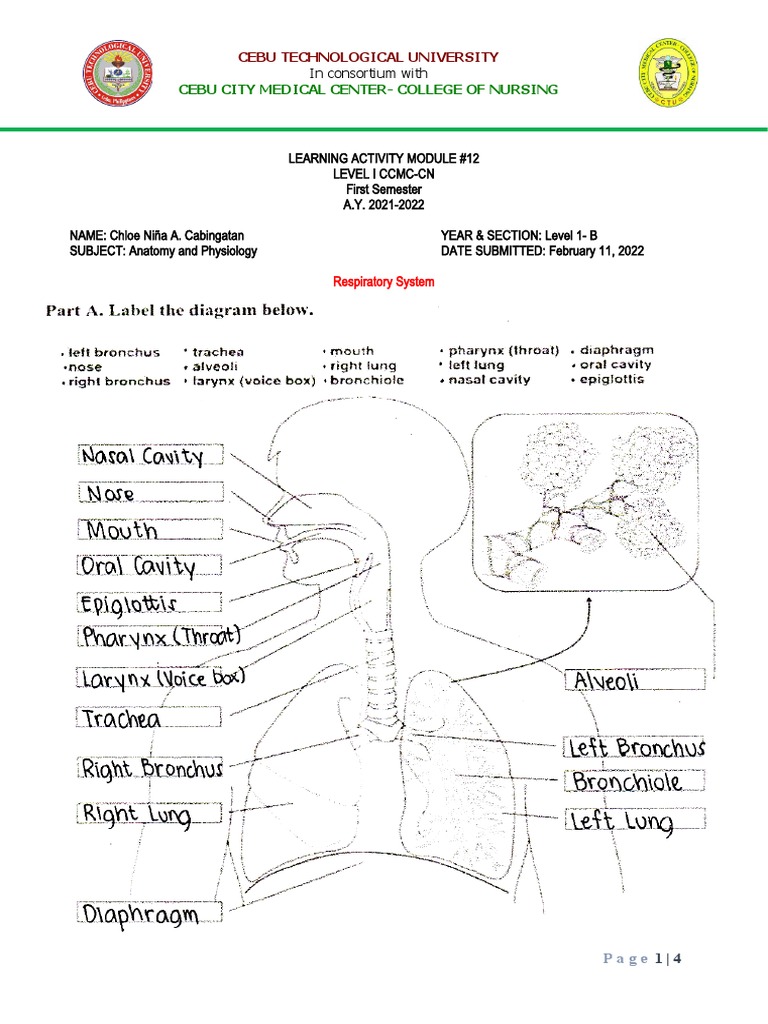 Respiratory System | Download Free PDF | Respiratory Tract | Lung