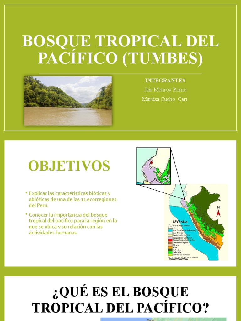 Bosque Tropical Del Pacífico (Tumbes) : Integrantes | PDF | Los bosques ...