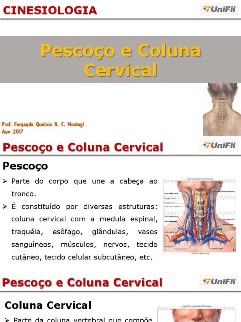 PESCOÇO E COLUNA CERVICAL - Cópia | PDF | Coluna vertebral | Anatomia ...