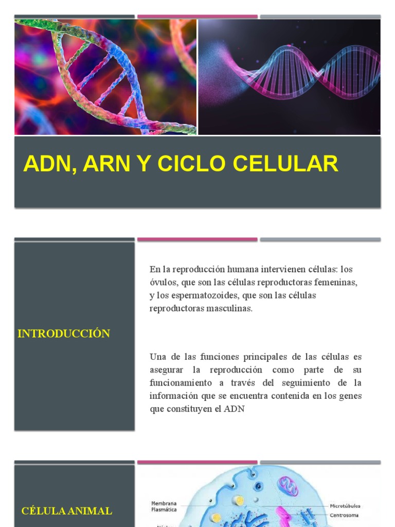 Adn, Arn y Ciclo Celular | PDF | Rna | Adn