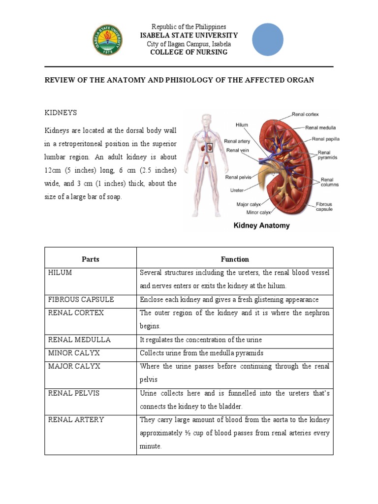 Review of The Anatomy and Phisiology of The Affected Organ: Isabela ...
