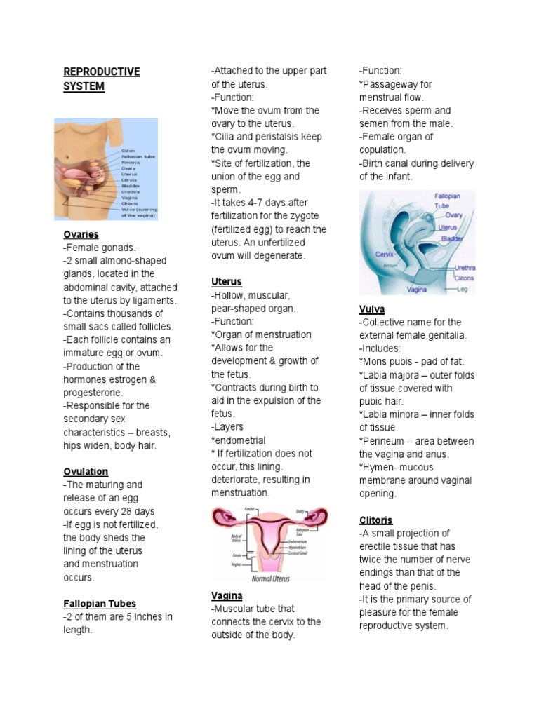 The Female Reproductive System: A Comprehensive Overview of Female Anatomy, Physiology, and ...