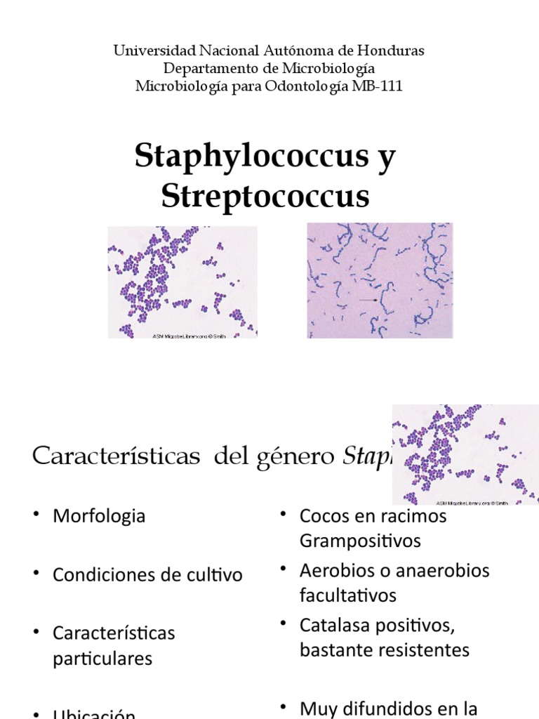 Staphylococcus y Streptococcus My Odont | PDF | Staphylococcus Aureus | Estreptococo