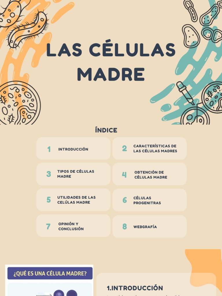 Las Células Madre | PDF | Célula madre | Clonación