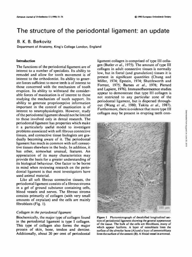 The Structure of The Periodontal Ligament An Update | PDF | Tendon ...