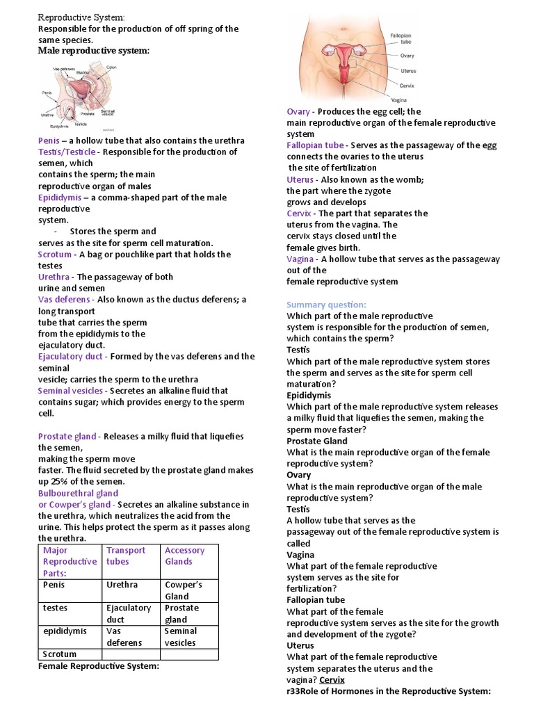 Male Reproductive System:: Summary Question | PDF | Menstrual Cycle ...