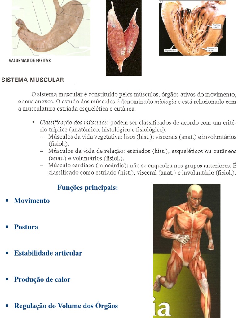 Aula 5 Músculo Pdf Músculo Esquelético Morfologia Biologia