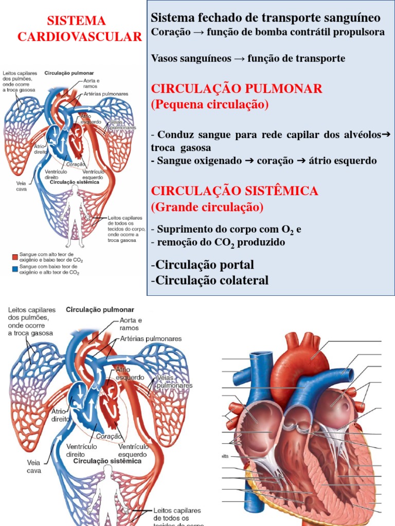 O sistema cardiovascular: estrutura, função e circulação sanguínea ...