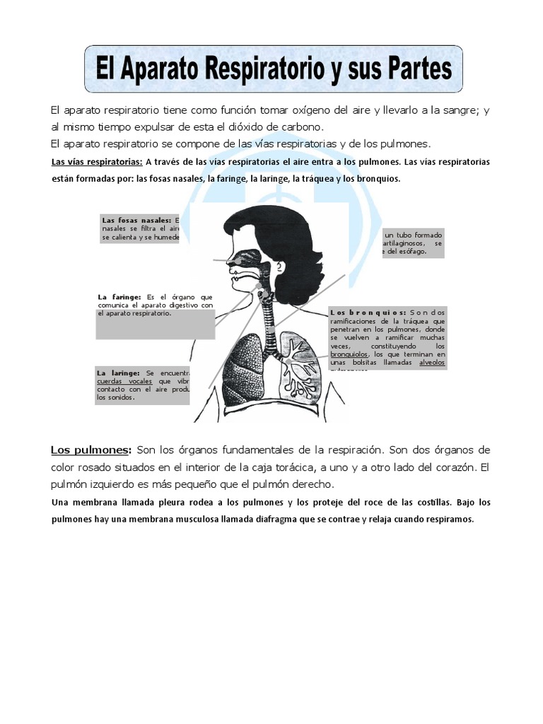 Ficha El Aparato Respiratorio y Sus Partes para Cuarto de Primaria ...