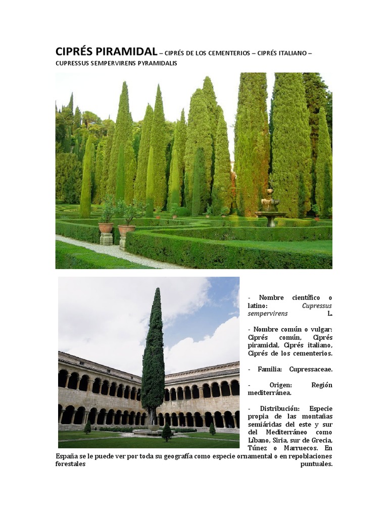 Ciprés Piramidal: Cultivo y Cuidados | PDF | Fertilizante | Riego