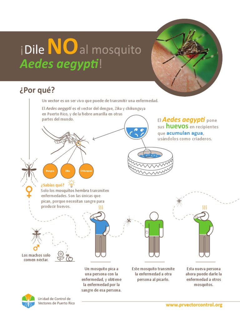 Ciclo de vida del mosquito Aedes aegypti | PDF | Mosquito | Aedes aegypti