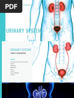 Urinary System Labeling (Drag and Drop) | PDF