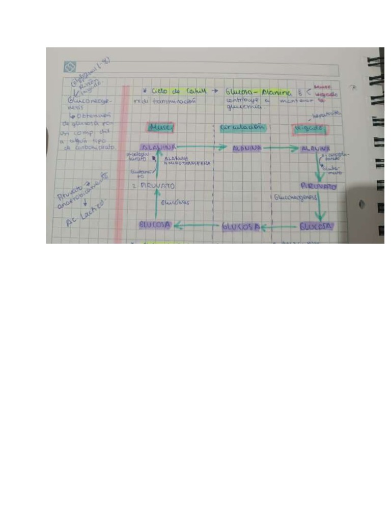 Ciclo de Cahill | PDF