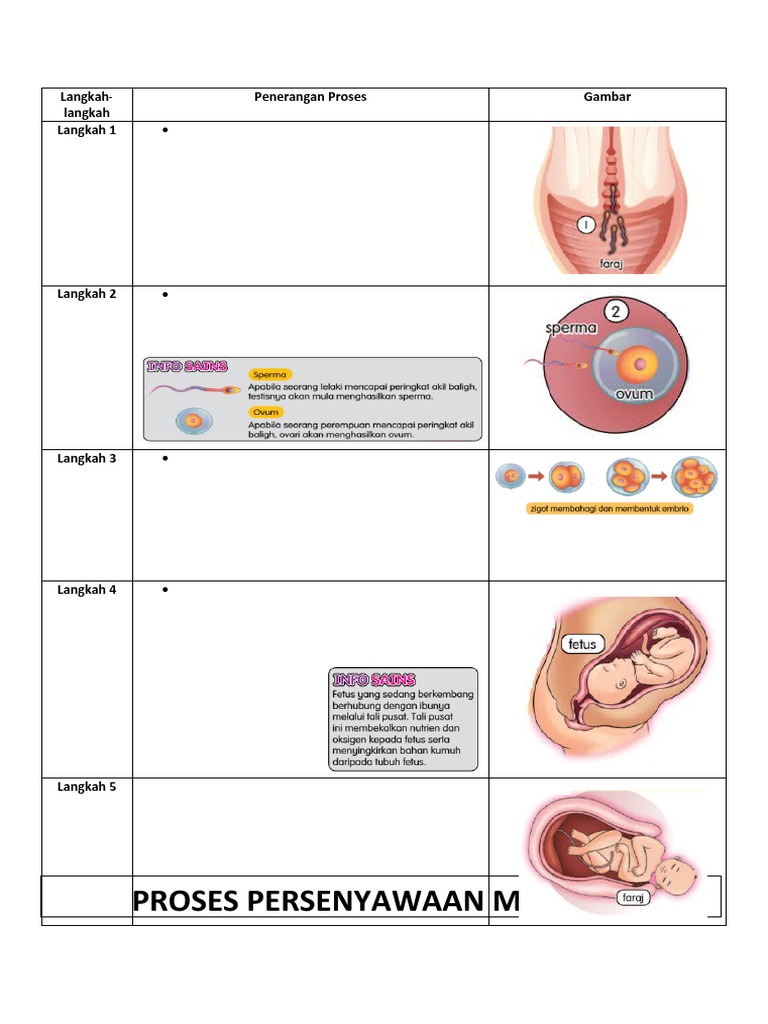 Langkah-Langkah PROSES PERSENYAWAAN MANUSIA | PDF