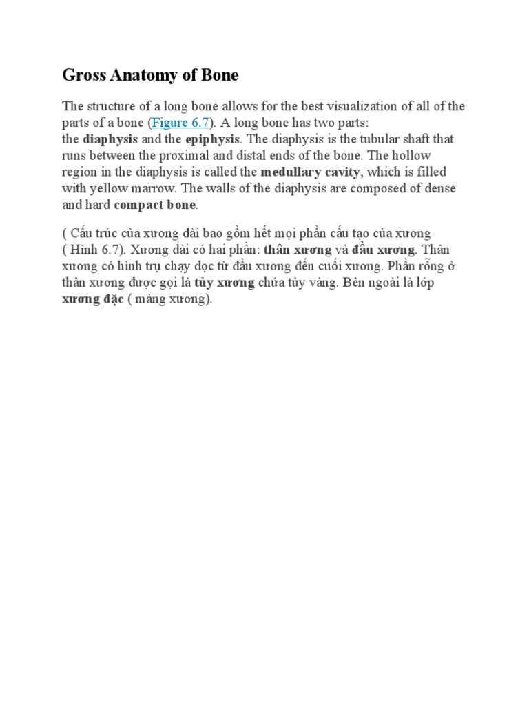Anatomy of BONE | PDF