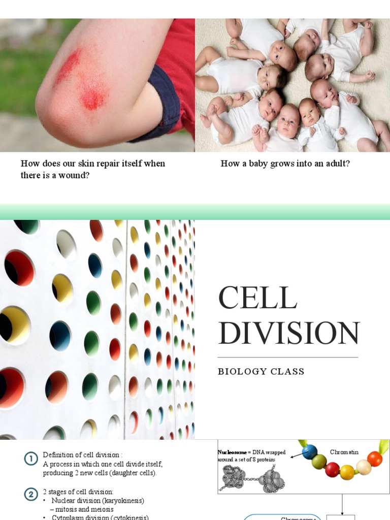 Understanding Cell Division Processes | PDF | Meiosis | Mitosis