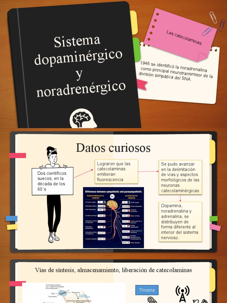 Sistema DA Y NA | PDF | Dopamina | Norepinefrina