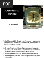 Rôle et anatomie du centre ovale cérébral | PDF | Cerveau | Cortex cérébral