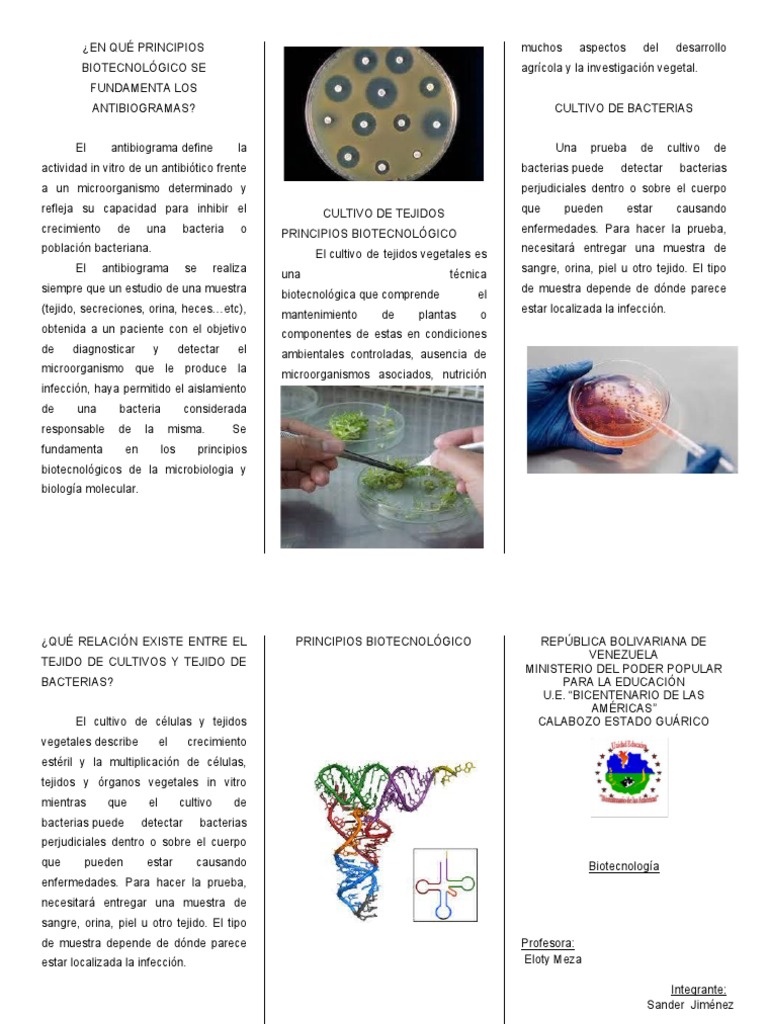 Triptico Biologia Sander | PDF | Las bacterias | Biotecnología