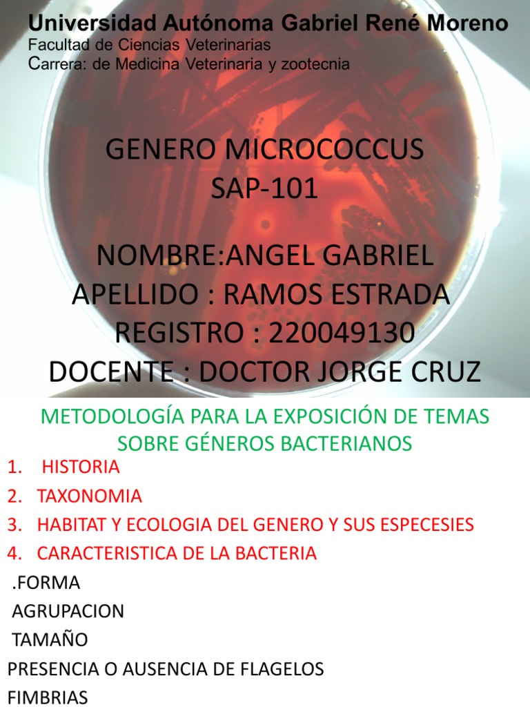 Características del género Micrococcus | PDF | Organismos | Microbiología