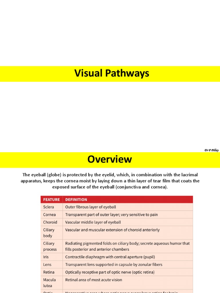 Visual Pathway - Lecture Slides | PDF | Visual System | Retina