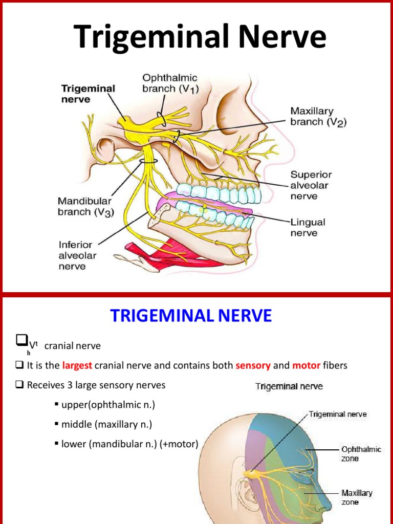 Trigeminal Nerve | PDF | Human Nose | Anatomy