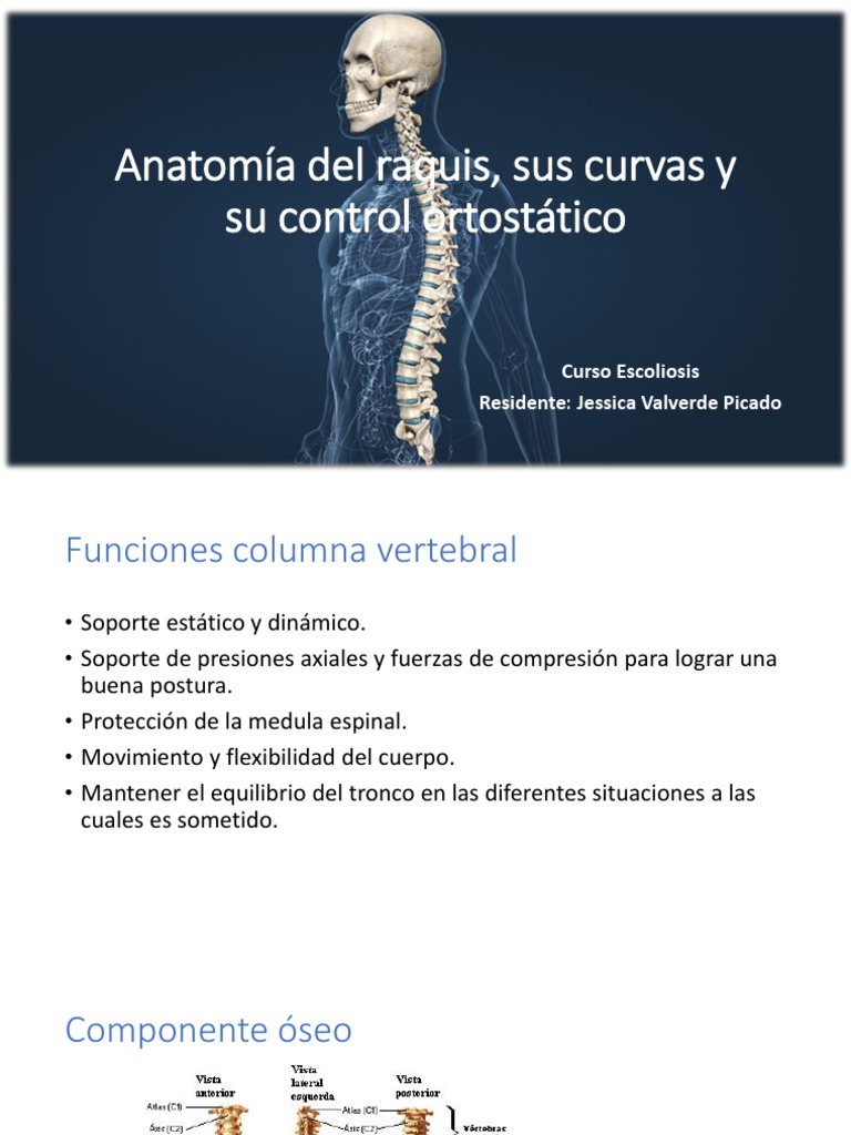 Anatomía Del Raquis | PDF | La columna vertebral | Sistema ...