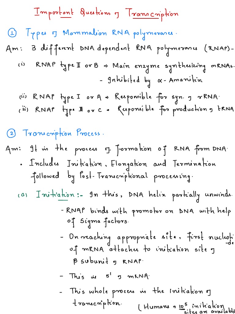 Important Questions of Transcription | PDF | Messenger Rna | Nucleotides