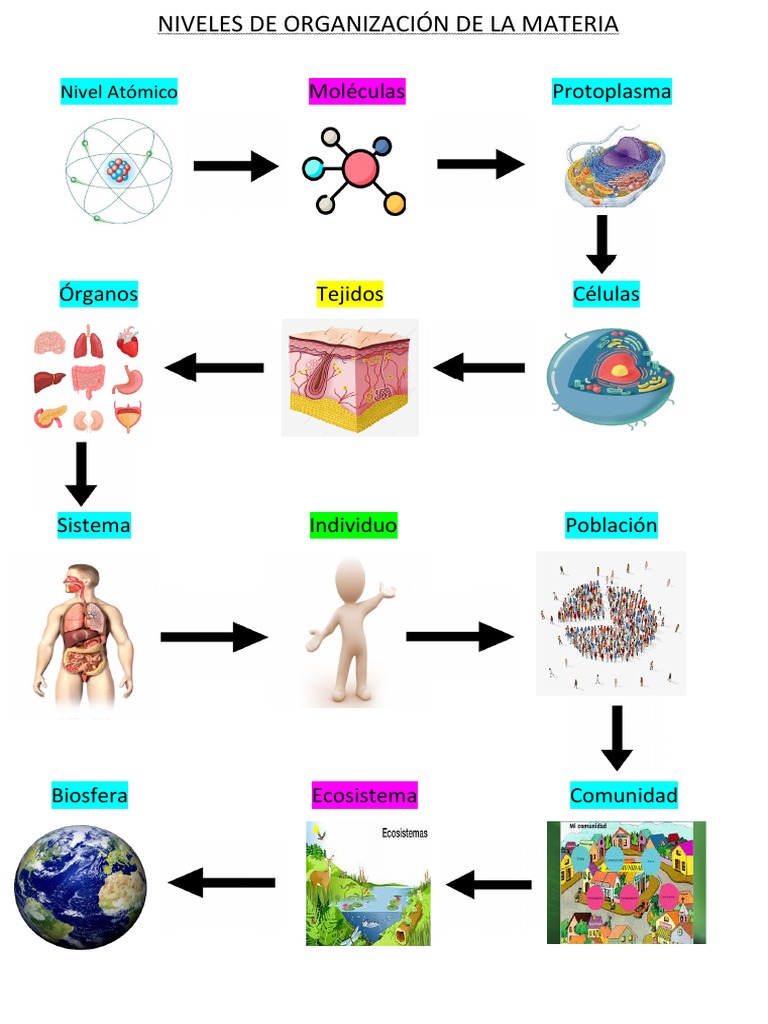 Niveles de Organización de La Materia ..... Riley | PDF