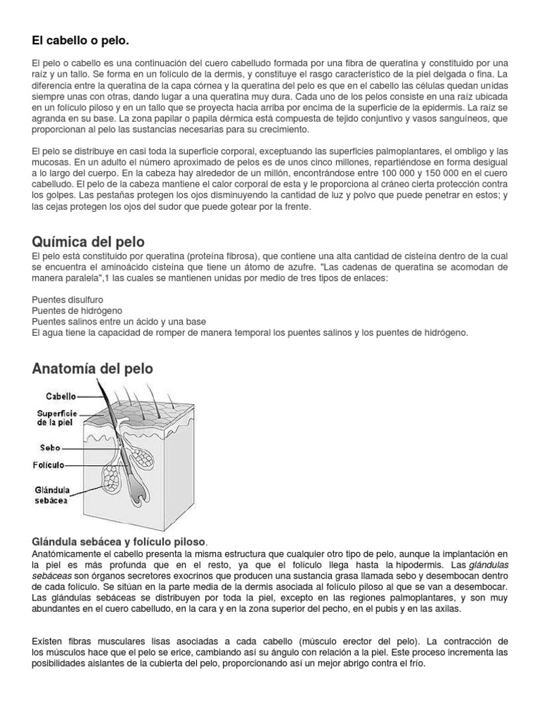 Estructura y funciones del cabello | PDF | Pelo | Anatomía humana