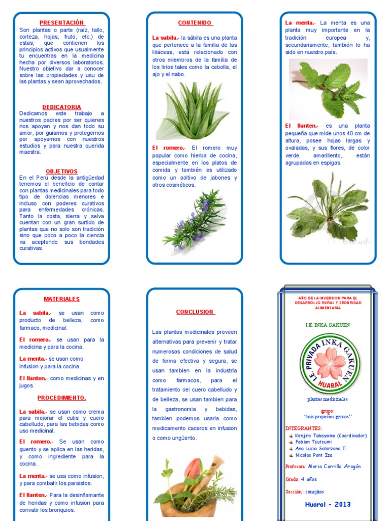 Plantas Medicinales | PDF | Plantas