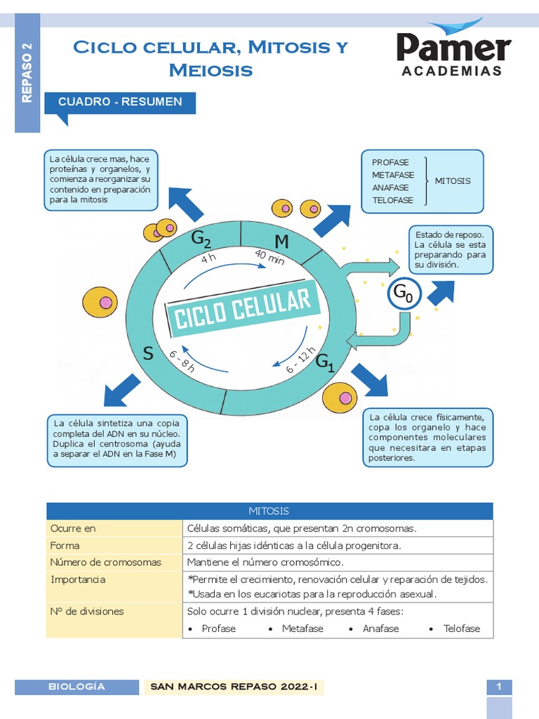Biologia - Repaso 2 - Ciclo Celular, Mitosis y Meiosis | PDF | Mitosis | Mitosis