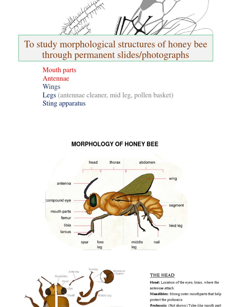 To Study Morphological Structures of Honey Bee Through Permanent Slides ...