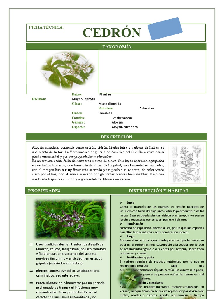 CEDRÓN | PDF | Plantas | Botánica