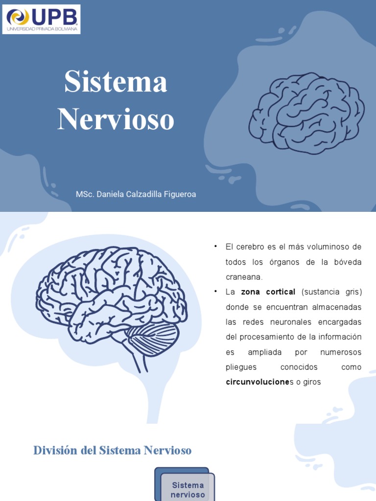 Sistema Nervioso | PDF | Cerebro | Sistema nervioso