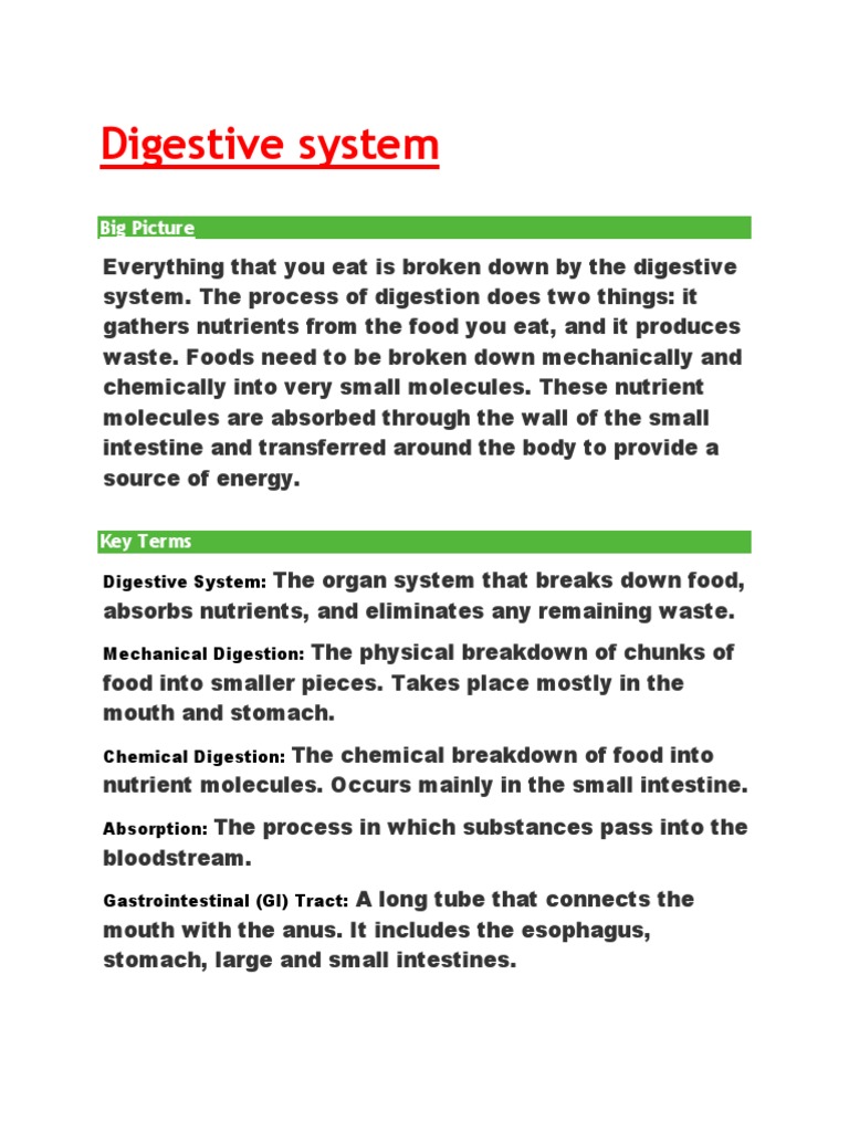 The Digestive System Study Guide | PDF | Digestion | Human Digestive System
