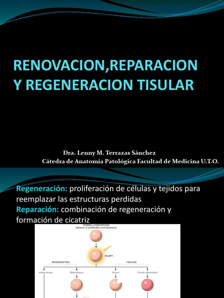 Clase 5 RENOVACION, REPARACION Y REGENERACION TISULAR Clase Virtual ... Clase 5 RENOVACION, REPARACION Y REGENERACION TISULAR Clase Virtual ...