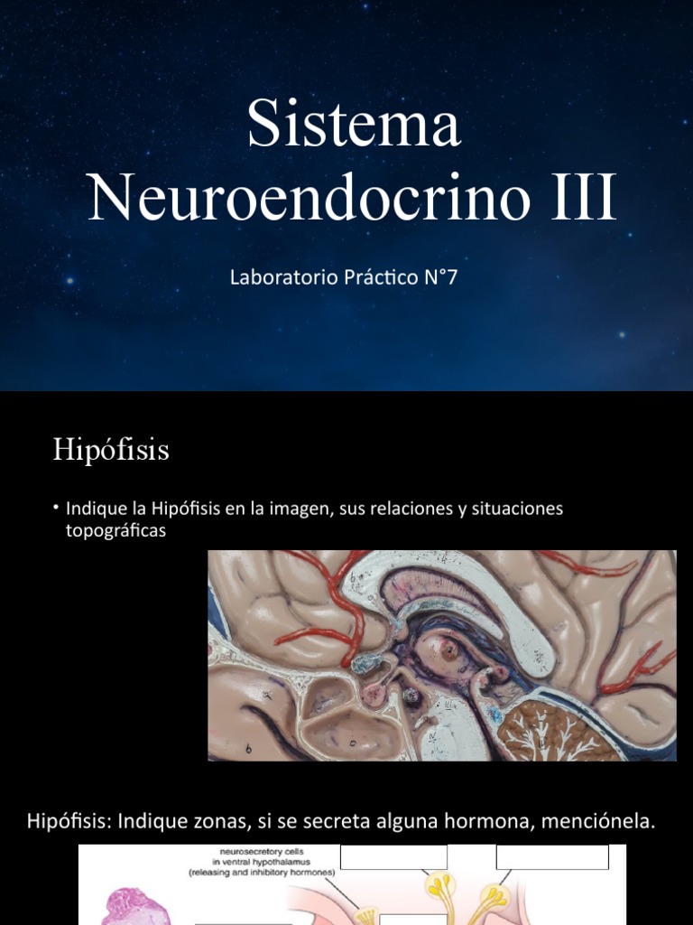 Sistema Neuroendocrino III: Laboratorio Práctico N°7 | PDF | Páncreas | Glándula pituitaria