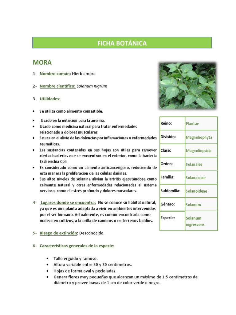 MORA | PDF
