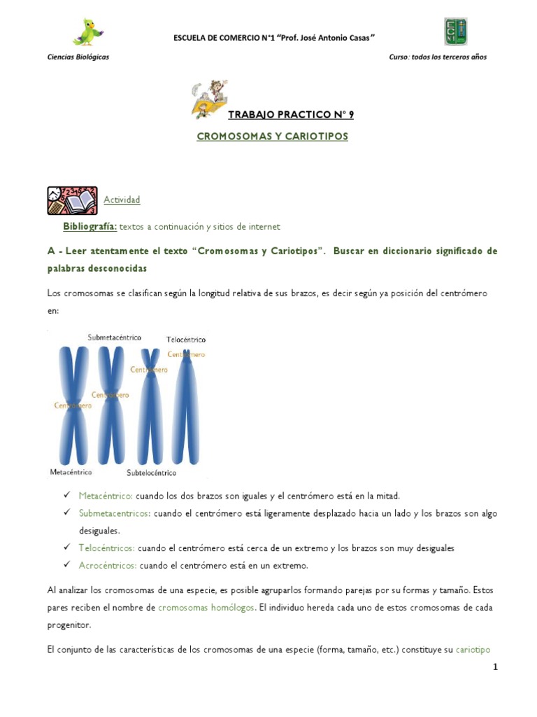 Cromosomas Y Cariotipos: Actividad | PDF